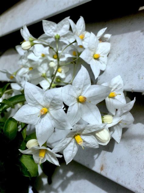 Solanum Laxum Spreng Gelsomino Di Notte Flora Mondiale Pl Ntnet
