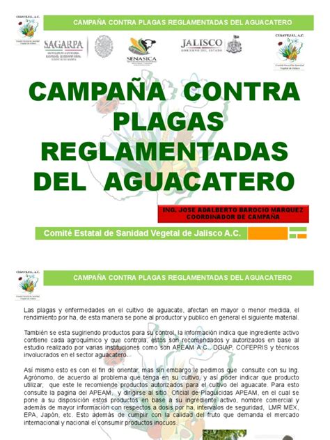 Plagas Y Enfermedades Del Aguacate Pdf Plaga Organismo Hoja