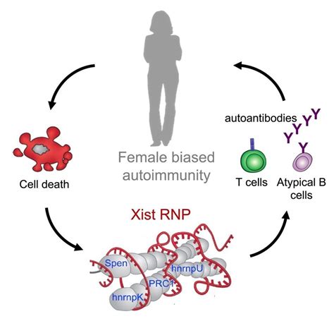 Xist Lncrna Identified As Key Trigger In Female Biased Autoimmune Diseases