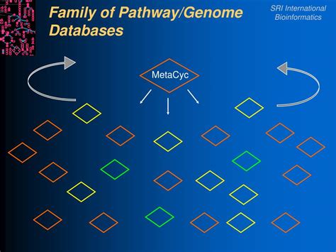 Ppt The Ecocyc And Metacyc Pathwaygenome Databases Powerpoint