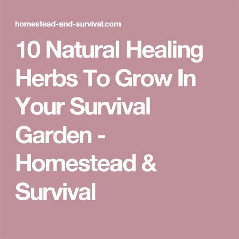 10 Natural Healing Herbs For Your Survival Garden