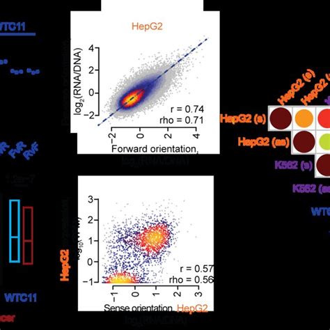 Orientation Dependent Properties Of Human Enhancers And Promoters A
