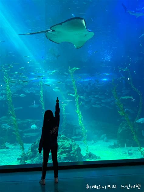 제주아쿠아플라넷 아이랑 가볼만한곳 제주도 실내관광지 추천 네이버 블로그