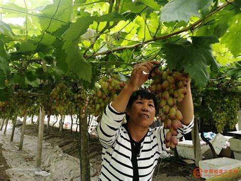 顺昌县郑坊镇“一村一品”助增收 中国福建三农网