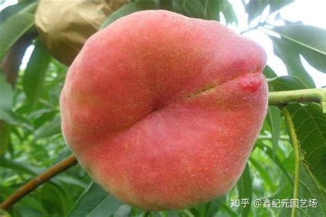 黄金油蟠桃品种之中油蟠9号油蟠7 7简介 知乎