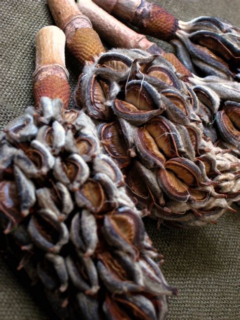 163 Best Images About Seed Pods On Pinterest