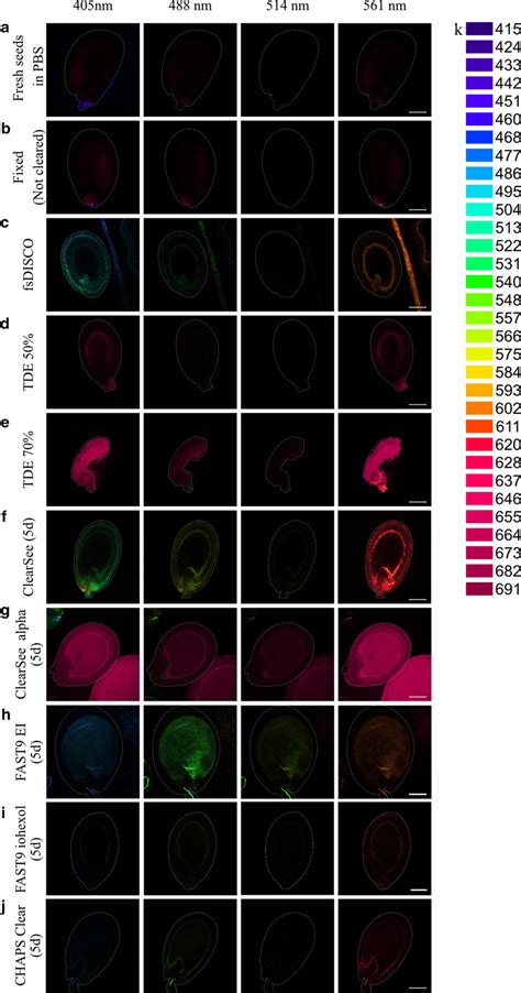 Spectral Imaging Of Arabidopsis Seeds Cleared With Different Clearing