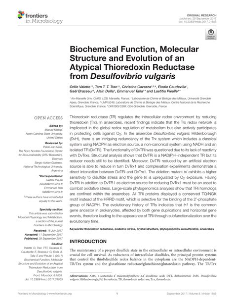 Pdf Biochemical Function Molecular Structure And Evolution Of An Atypical Thioredoxin