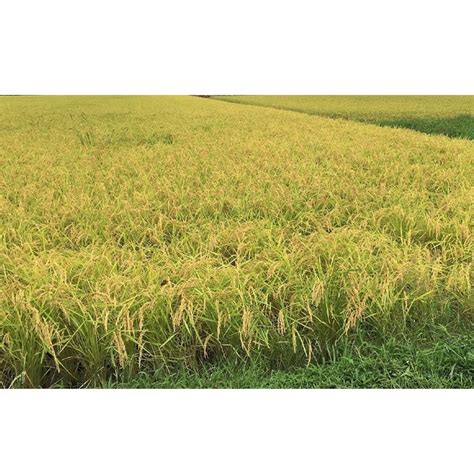米 令和5年産 播州加西産 コシヒカリ 3kg×2袋（計6kg） お米 白米 精米 兵庫県加西市｜jre Mallふるさと納税