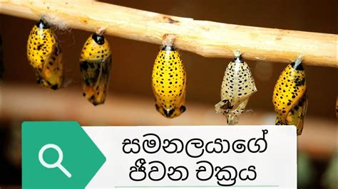 සමනලයාගේ ජීවන චක්‍රය Butterfly Life Cycle 4 Parisaraya 4 Wasara Parisaraya Grade 4 Parisaraya