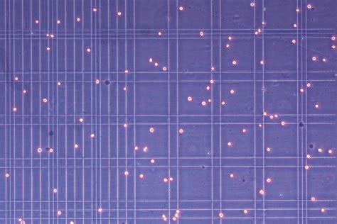 Disposable Cell Counting Plates Hemocytometers Watson