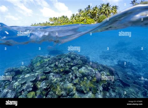 Split Image Of Pristine Coral Reef And Island Rongelap Atoll Marshall