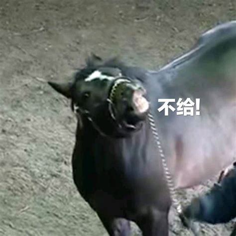 特别周“不给”表情包 哔哩哔哩