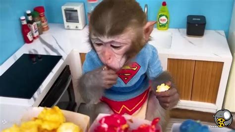 میمون بامزه ؛ برنامه کودک بچه میمون ؛ بچه میمون کوچولو ؛ میمون بازیگوش فیلو