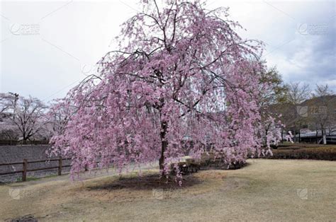 樱之花 垂枝日本早樱 樱花 公园 水平画幅 无人 蓝色 日本 樱桃树 户外