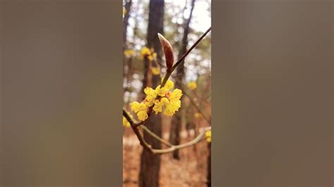 산행중 만나본 친구 샛노랗고 예쁜꽃을 피운 생강나무야 예쁘🤣 Youtube