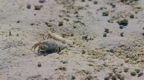 Male Fiddler Crabs Waving With Large Claw In Courtship Display On The