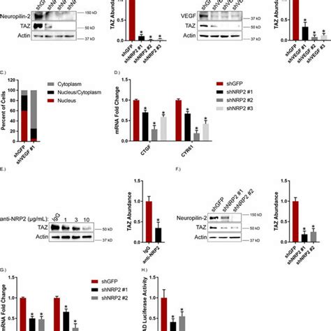 Vegf Nrp2 Signaling Contributes To Taz Activation Download