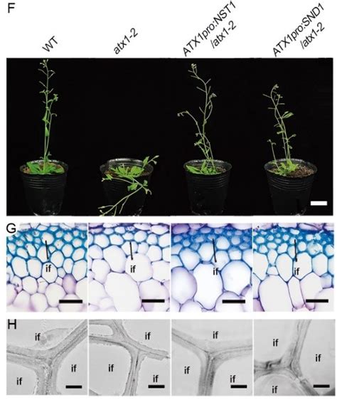 罗克明教授团队在nucleic Acids Research发表了次生壁调控研究新成果 西南大学生命科学学院