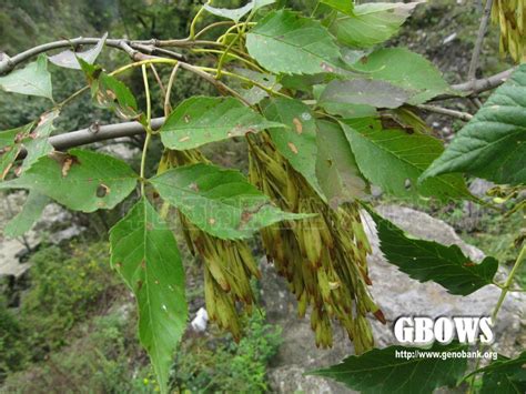 白蜡树 Fraxinus Chinensis Roxb