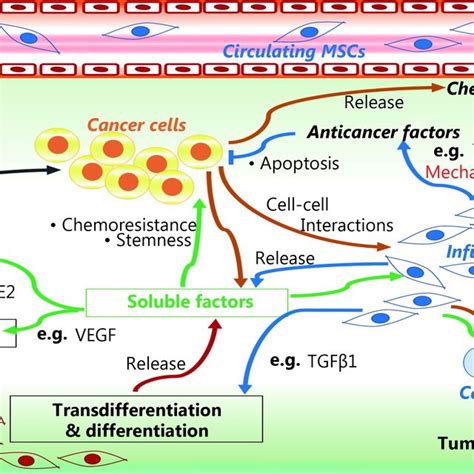 Msc Role In Tumor Microenvironment Mscs Can Induce Cancer Cell