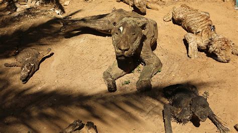 Animales momificados la postal del zoológico más triste del mundo