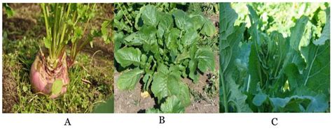 Advances In Breeding In Vegetable Brassica Rapa Crops Intechopen