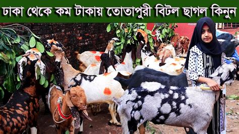 ঢাকা থেকে কম টাকায় তোতাপুরী সহ উন্নত জাতের ছাগল নিতে পারেন Goat Farm