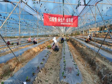 “抗疫情、保生产、促丰收”贵州蔬菜集团抢抓秋季蔬菜生产 贵州现代物流产业集团