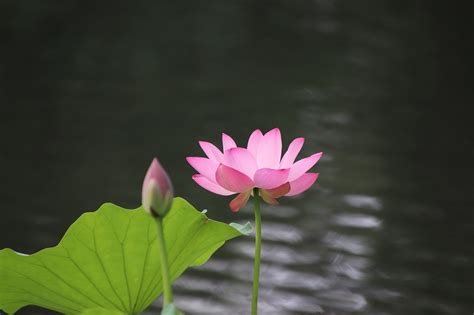 莲花 花 植物 Pixabay上的免费照片