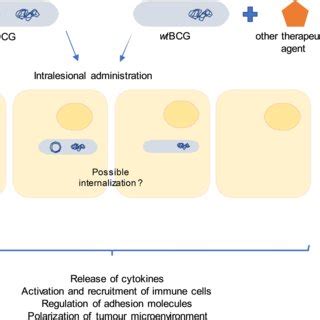 Administration Of Wild Type Or Recombinant BCG Strains Alone Or In Download Scientific Diagram