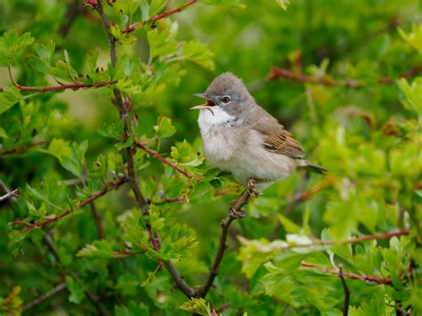Unlocking The Secrets Of Warblers A Guide To Identification And