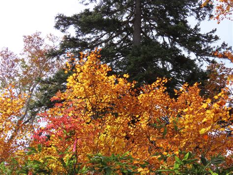 928 旭岳登山口～姿見の紅葉状況 旭岳ビジターセンター