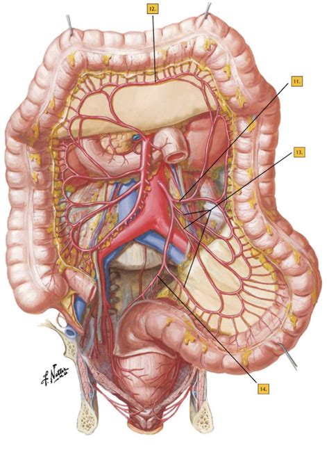 26 Inferior Mesenteric Artery Diagram Quizlet