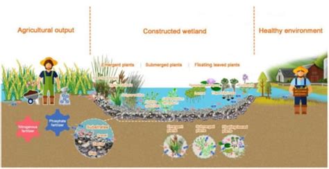 The Use Of Constructed Wetland For Mitigating Nitrogen And Phosphorus From Agricultural Runoff