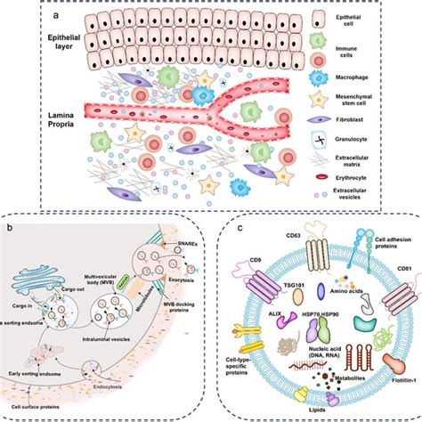Biogenesis And Identification Of Tissue‐derived Evs Ti‐evs A