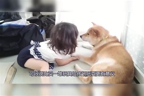 萌透了的柴犬，陪着可爱的小美女，场面实在太萌太不可思议了柴犬场面实在太