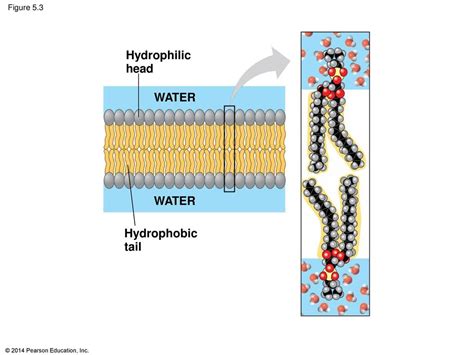 Membrane Transport And Cell Signaling Ppt Download
