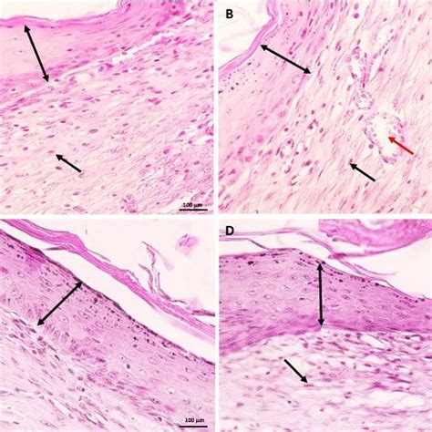 Formula For The Preparation Of Simple Ointment Bp 19 Download Table