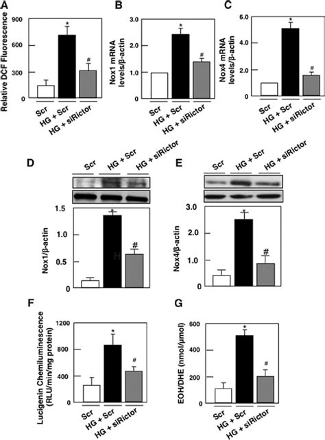 Rictormtorc2 Signaling Pathway Regulates Hg Induced Ros Production