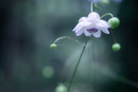 ひとつだけ咲いていた by Sjr ID12532218 写真共有サイト PHOTOHITO