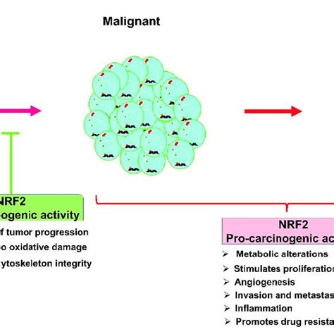 The Dual Role Of Nrf2 In Cancers Nrf2 Is A Double Edged Sword Which