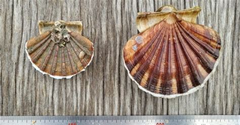 경남수산자원연구소 국내 최초 ‘국자가리비 종자생산 성공