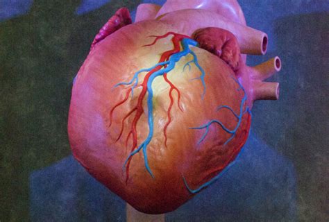 Healthworks Advanced Animations Animatronics Excellence For Over