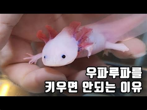 우파루파 아홀로틀 키우기 우파루파 어항 집 만들기 및 키우는 방법 먹이 정보 지구의동행일기
