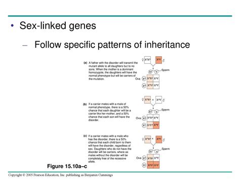 The Chromosomal Basis Of Inheritance Ppt Download