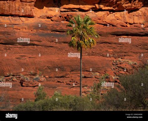 Livistona Palm Tree Livistona Mariae Also Known As A Red Cabbage Palm In Outback Central