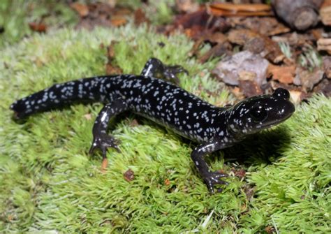Plethodon Cylindraceus