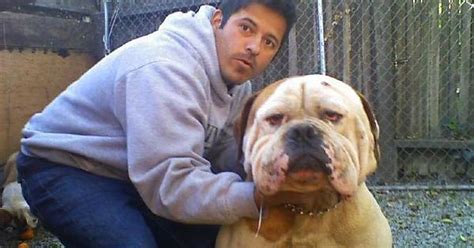 Worlds Most Depressed Looking Dog Imgur