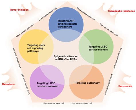 Cancer Stem Cells In Hepatocellular Carcinoma An Overview And